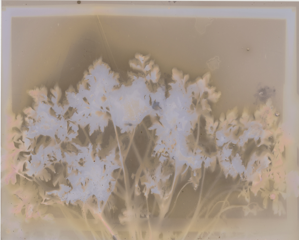 Artist in Residence Stave Hill Ecology Park Rotherhithe 2016